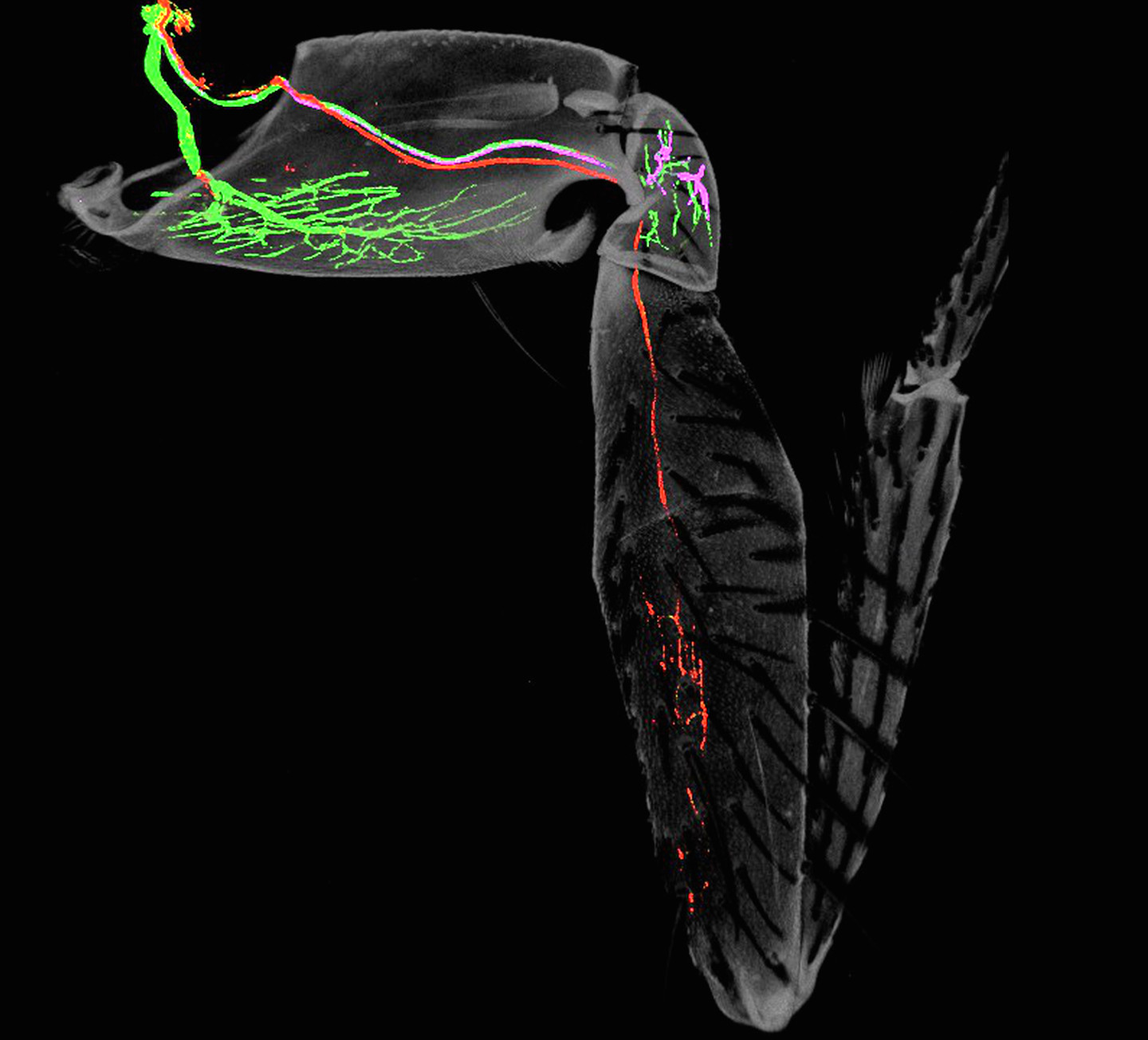 Motor Neuron Development and Circuitry | Columbia | The Mann Lab